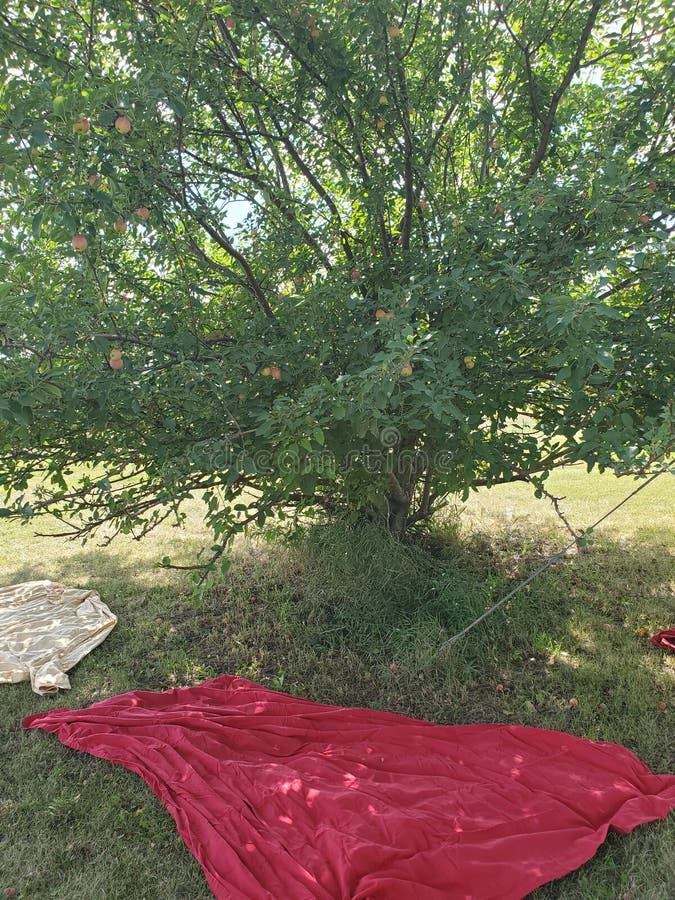 Blankets Under the Tree To Catch Apples Stock Image - Image of sunlight ...