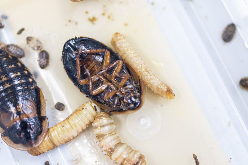 Blaptica Dubia, Dubia Roach, Also Known As the Orange-spotted Roach in ...