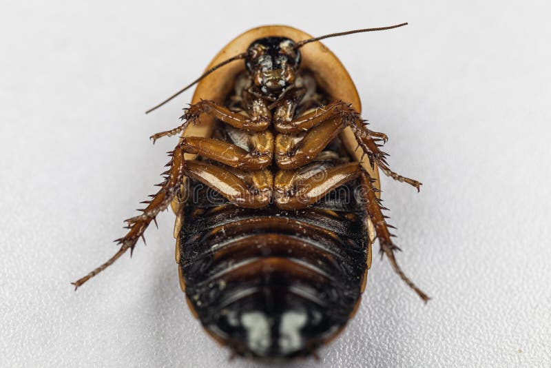 Blaptica Dubia, Dubia Roach, Also Known As the Orange-spotted Roach in ...