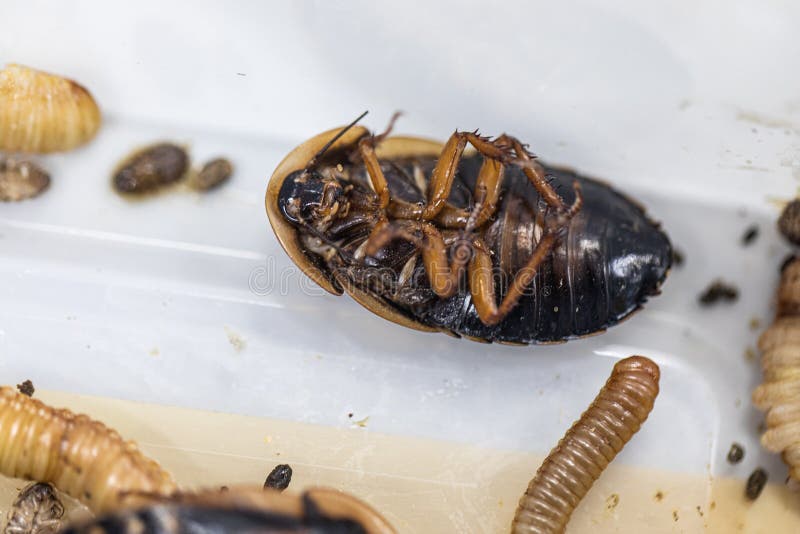 Blaptica Dubia, Dubia Roach, Also Known As the Orange-spotted Roach in ...