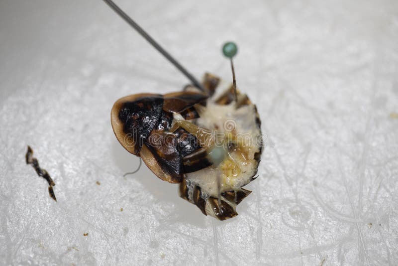 Blaptica Dubia, Dubia Roach, Also Known As the Orange-spotted Roach in ...