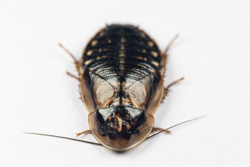 Blaptica Dubia, Dubia Roach, Also Known As the Orange-spotted Roach in ...