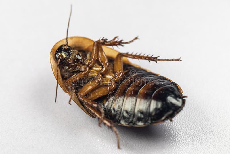 Blaptica Dubia, Dubia Roach, Also Known As the Orange-spotted Roach in ...