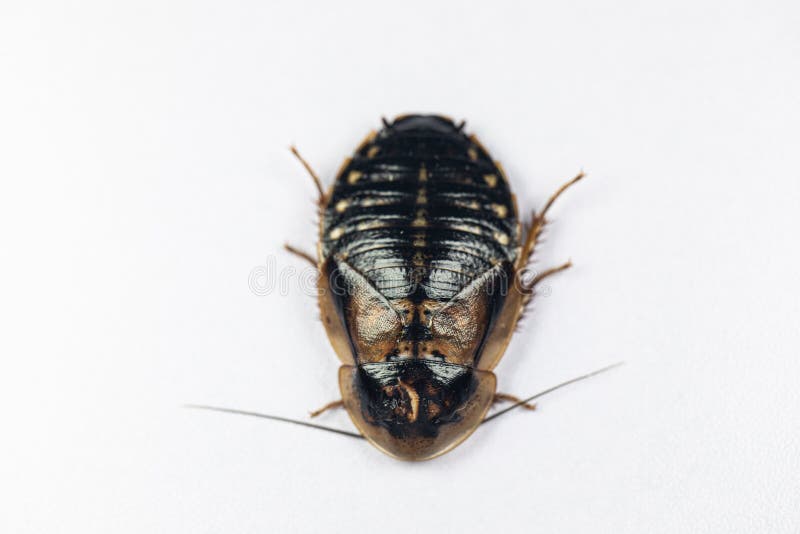 Blaptica Dubia, Dubia Roach, Also Known As the Orange-spotted Roach in ...