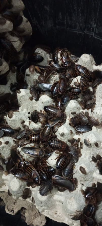 Blaptica Dubia - Roaches Breeding Using Egg Trays Stock Photo - Image ...