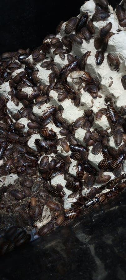 Blaptica Dubia - Roaches Breeding Using Egg Trays Stock Photo - Image ...