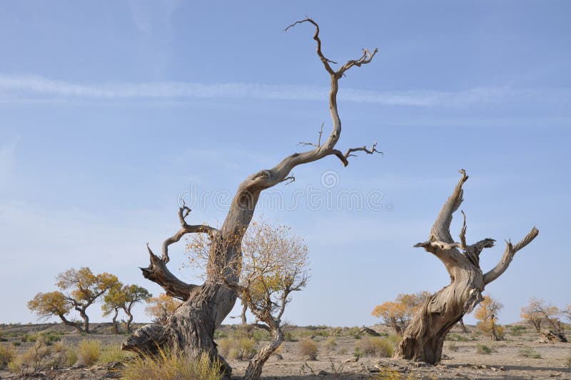 Blasted tree stock image. Image of yang, desert, jiang - 22006443