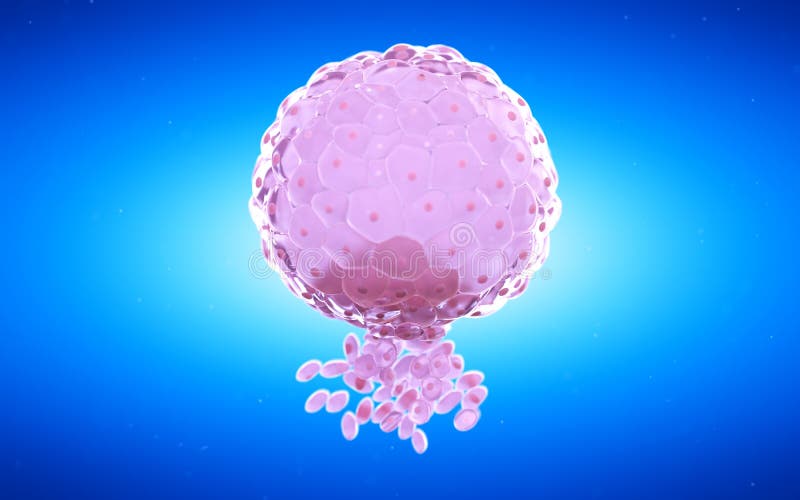 A blastocyst stock illustration. Illustration of clone - 127832391