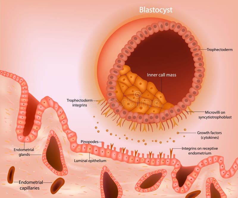 Blastocyst Implantation. a Schematic Representation of a Blastocyst ... Blastocyst Implantation. a Schematic Representation of a Blastocyst ...
