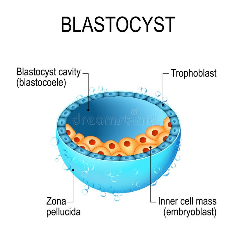 Blastocyst Met Binnencelmassa Vector Illustratie - Illustration of ...