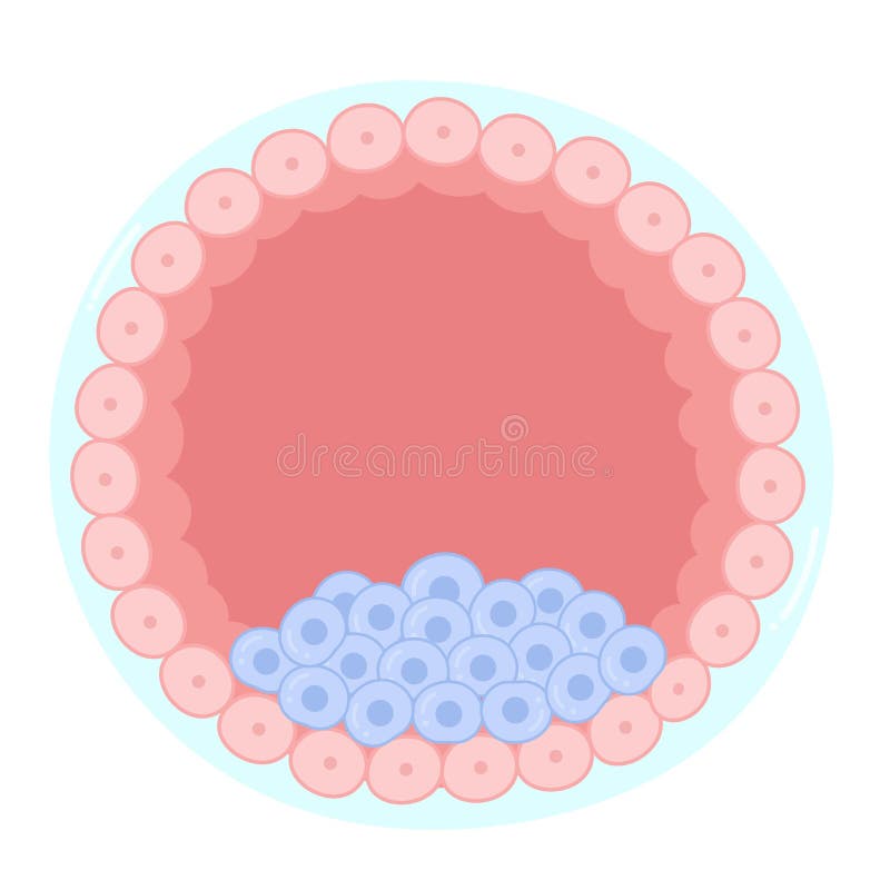 Anatomy of a Blastocyst. a Distinctive Stage of a Mammalian Embryo ...