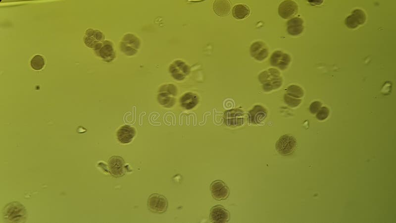 Cleavage Embryonic Development Stock Photos - Free & Royalty-Free Stock ...