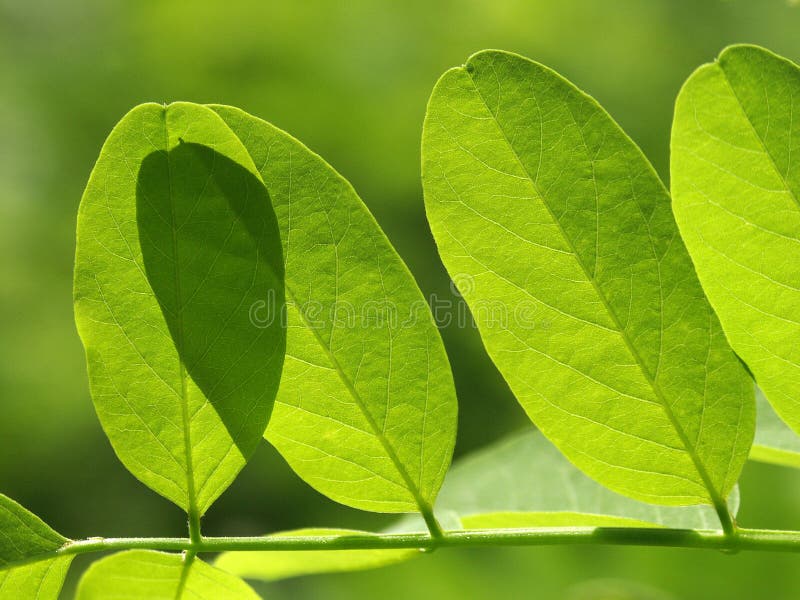 Blatt der Akazie stockbild. Bild von adern, zweig, betrieb - 178517