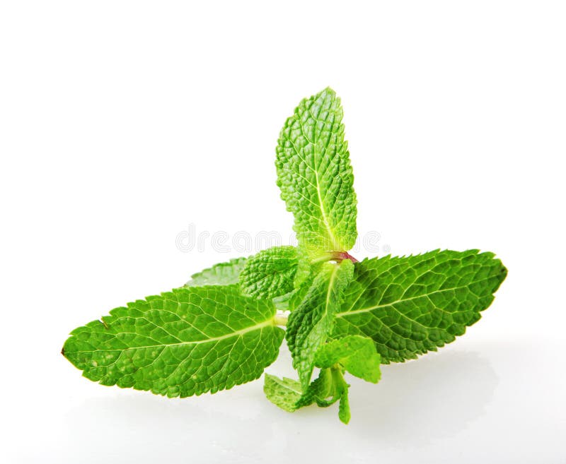 Blatt der frischen Minze stockfoto. Bild von nave, balsam - 130957054
