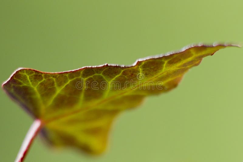 Blatt des Efeus stockfoto. Bild von betrieb, blume, efeu - 87723658