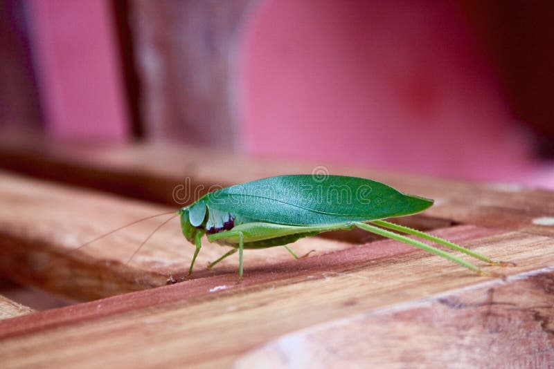 Blatt-Insekt stockfoto. Bild von blatt, blätter, familie - 56841406