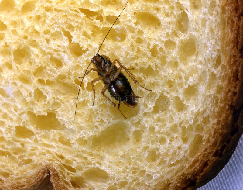 Blatta, immagine stock. Immagine di chiusura, animali - 3157563