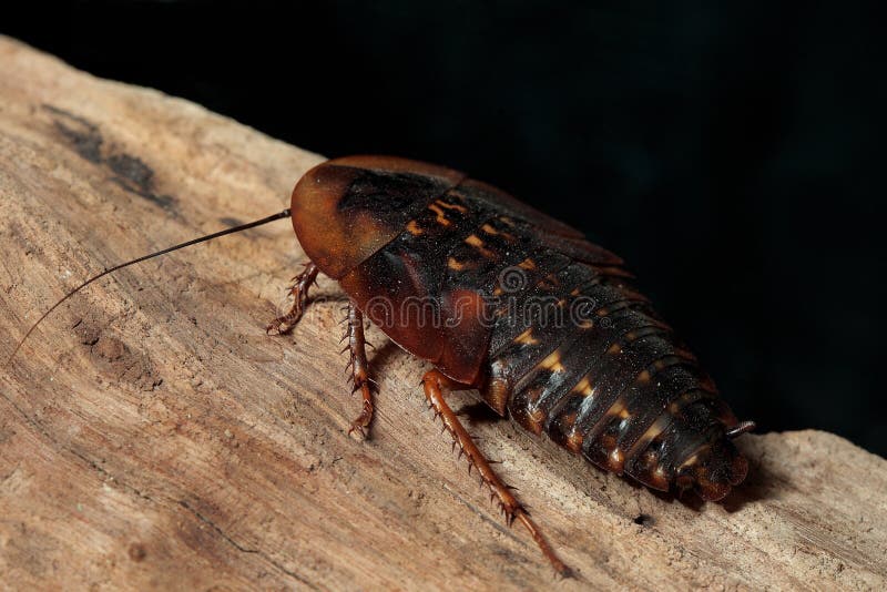 Blatta Gigante (Blaberus) ISOLATA Immagine Stock - Immagine di temi ...