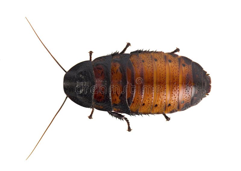 Blatta Isolata Su Fondo Bianco Immagine Stock - Immagine di ...