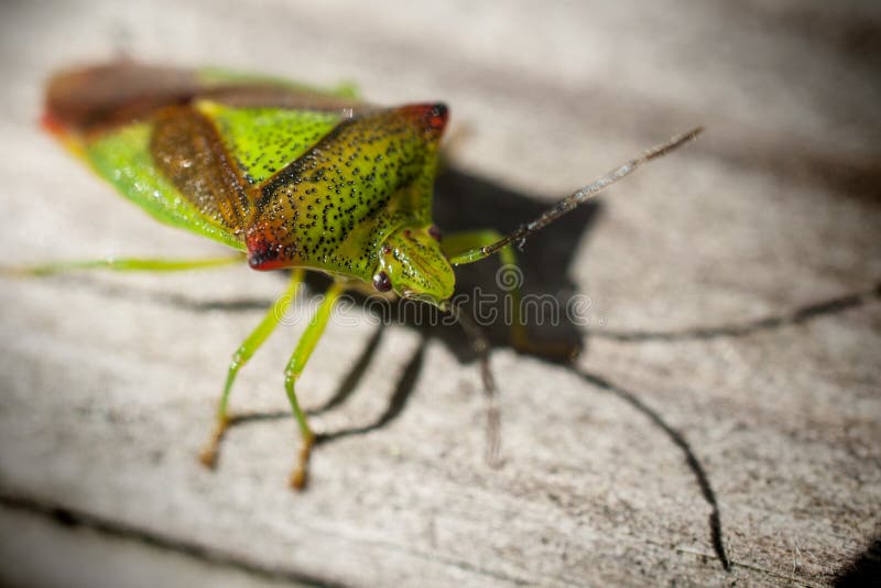 Blattwanze stockfoto. Bild von braun, stillstehen, geläufig - 56854654