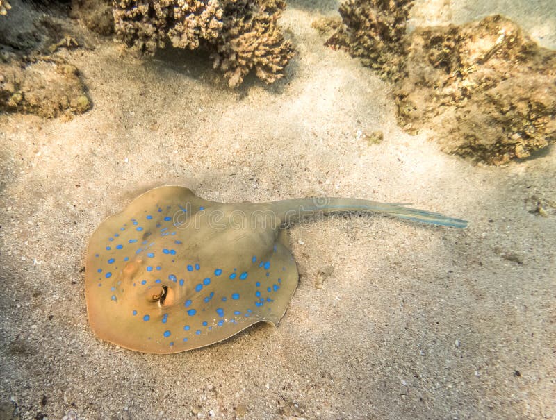 Blau Beschmutzter Stechrochen Stockfoto - Bild von tiefe, feiertag ...
