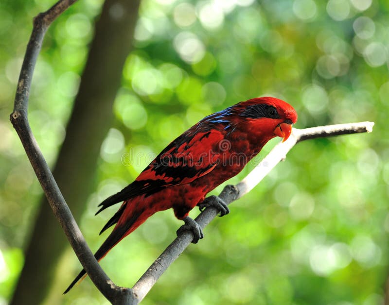 Blau-gestreifter Lory (EOS-reticulata) Stockfoto - Bild von nett, blau ...