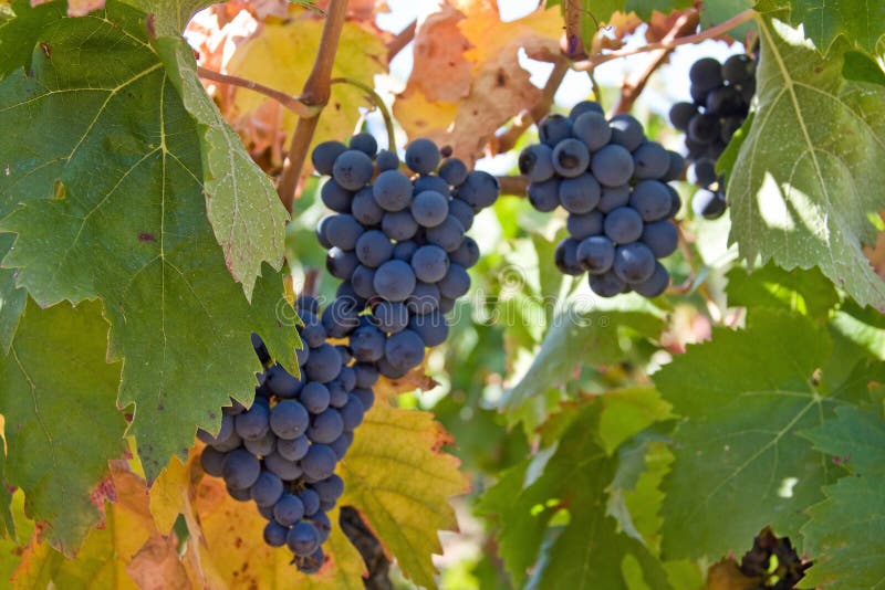 Blaue ausgereifte Trauben stockfoto. Bild von blaue, trauben - 6694060