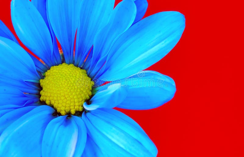 Blaue Blume stockbild. Bild von blume, gelb, hell, pflanzen - 177381 Blaue Blume stockbild. Bild von blume, gelb, hell, pflanzen - 177381