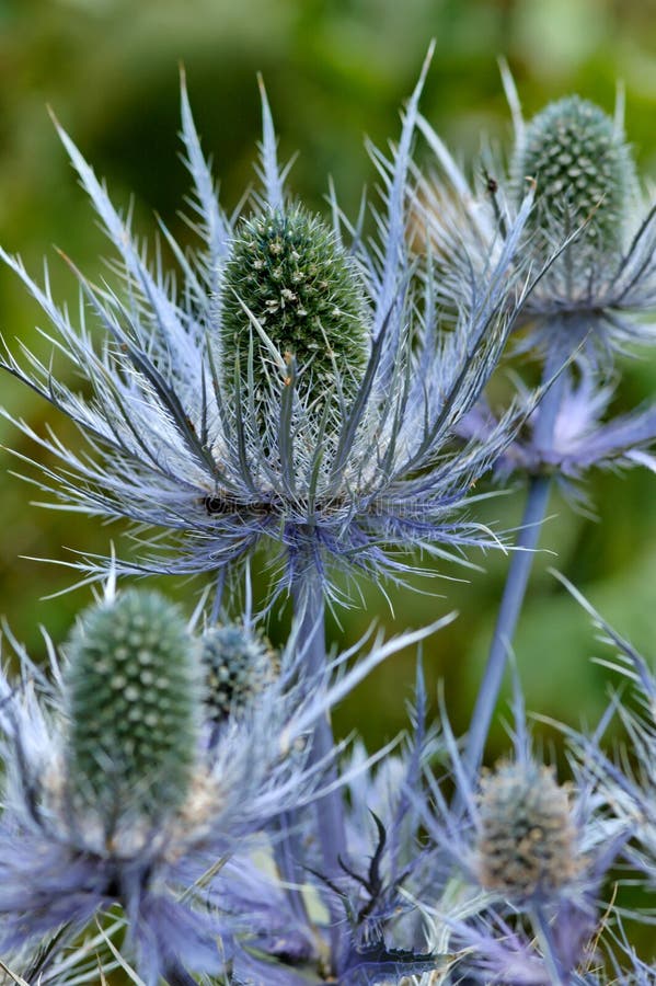 Blaue Distel stockbild. Bild von kurven, gekräuselt, blau - 1293599
