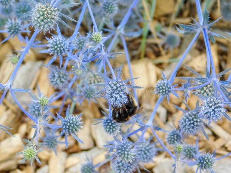 Blaue Distel stockbild. Bild von wild, blüte, nave, frühling - 11420475