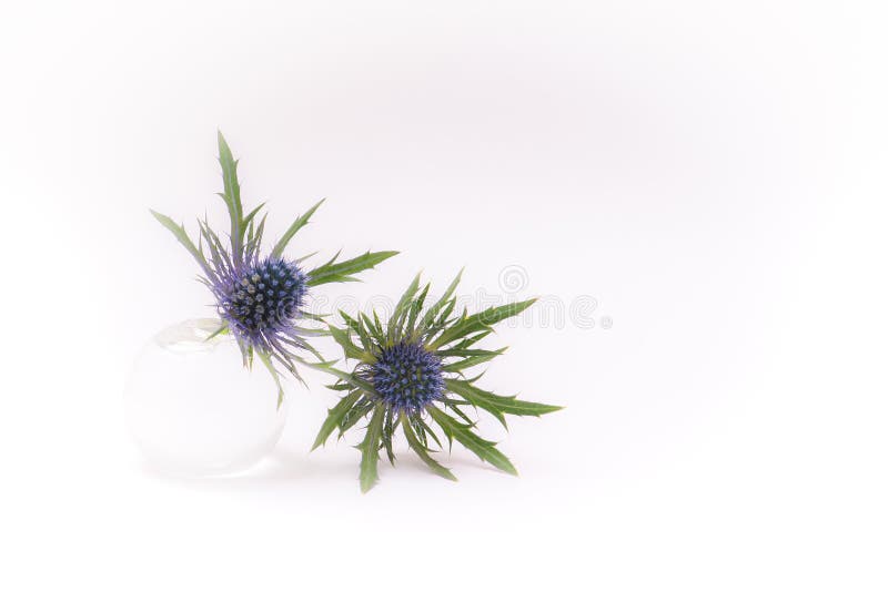 Blumen der blauen Disteln stockbild. Bild von nave, wild - 77553283