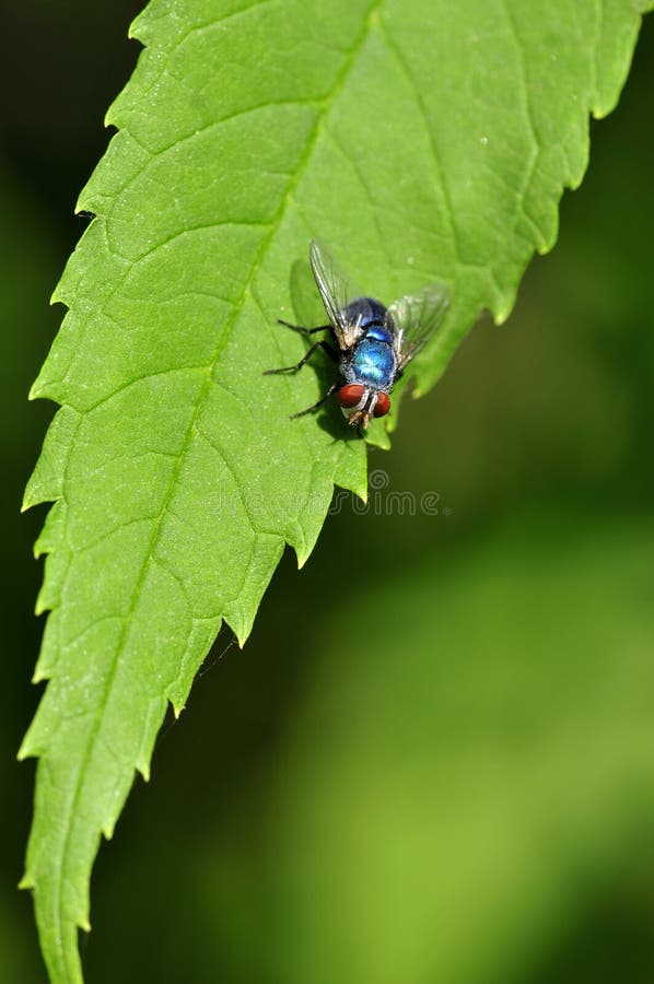 Blaue Fliege stockbild. Bild von biologie, insekt, sonderkommando - 5041227