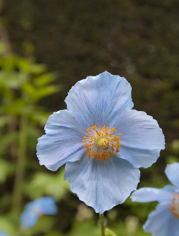 Himalaya-Blauer Mohn stockbild. Bild von gärtnern, blau - 33506319
