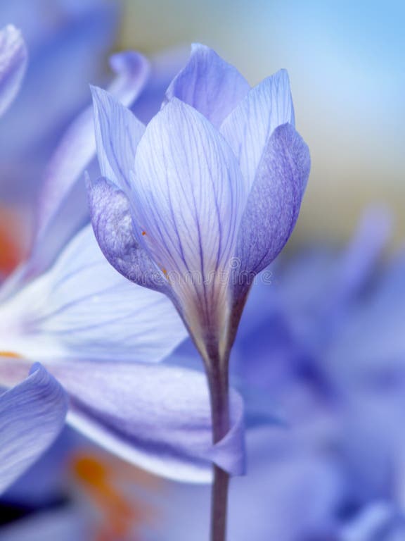 Blaue Krokusse stockbild. Bild von blau, blumenblätter - 24297471