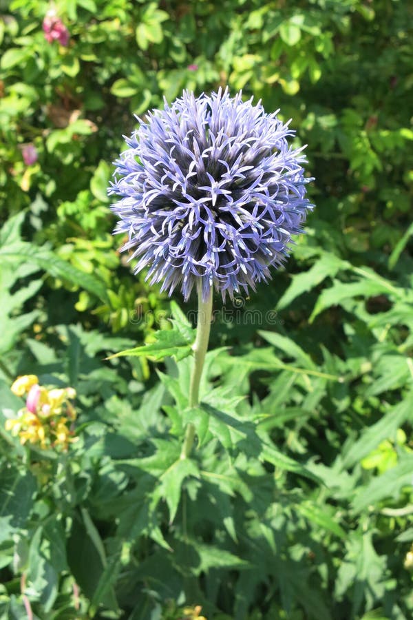 Blaue Kugel-Distel (Echinops Bannaticus) Stockfoto - Bild von ...