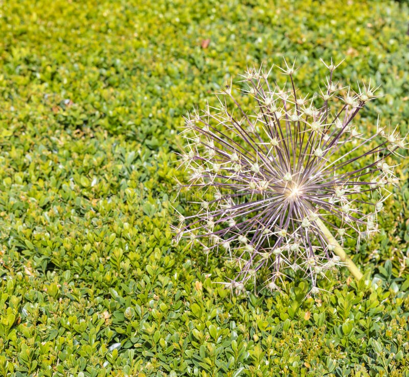 Blaue Kugel-Distel Echinops Bannaticus Alias Stockfoto - Bild von ...
