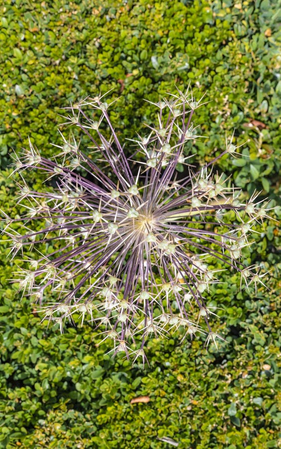 Blaue Kugel-Distel Echinops Bannaticus Alias Stockbild - Bild von ...