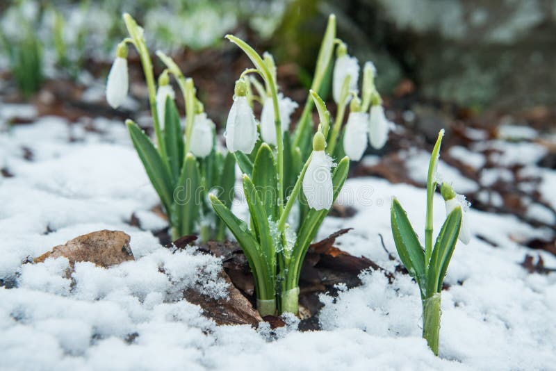 Blaue Leichte Schneeglöckchen Im Schnee Stockfoto - Bild von lichtung ...