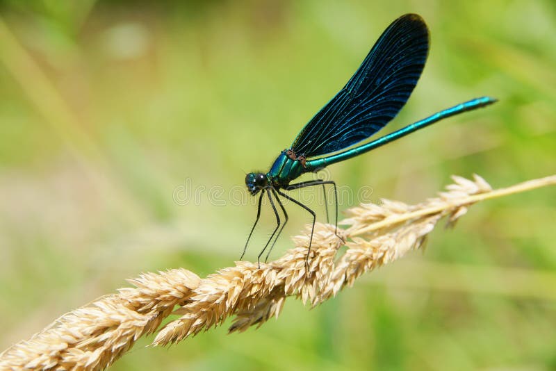 Blaue Libelle stockfoto. Bild von drache, blau, libelle - 11157878