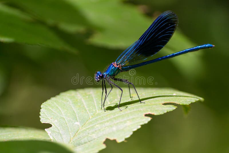 Blaue Libelle stockfoto. Bild von sommer, wild, blatt - 31786822