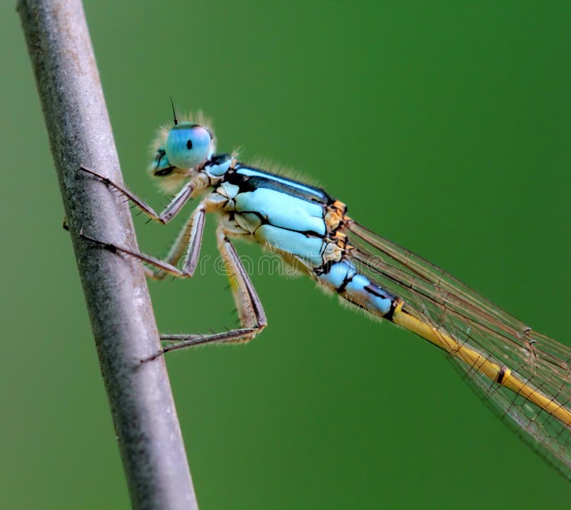Blaue Libelle stockbild. Bild von beschaffenheit, fauna - 37109169