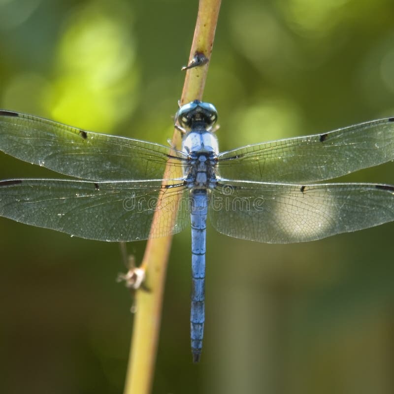 Blaue Libelle auf Blume stockbild. Bild von makro, leben - 21777105