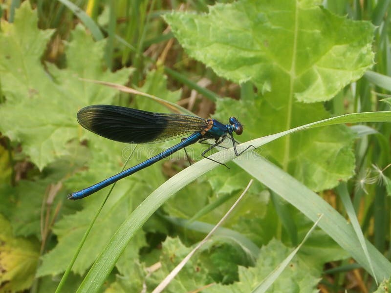 Blaue Libelle auf Blatt stockfoto. Bild von drache, blatt - 40329728