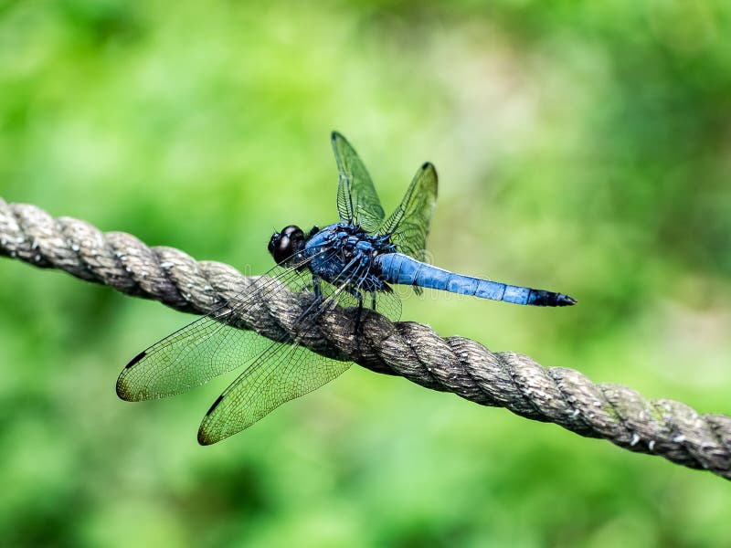 Blaue Libelle Auf Einem Seilzaun 4 Stockbild - Bild von grün ...