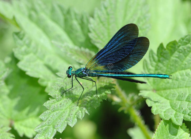 Blaue Libelle auf Blatt stockfoto. Bild von makro, hintergrund - 40329656