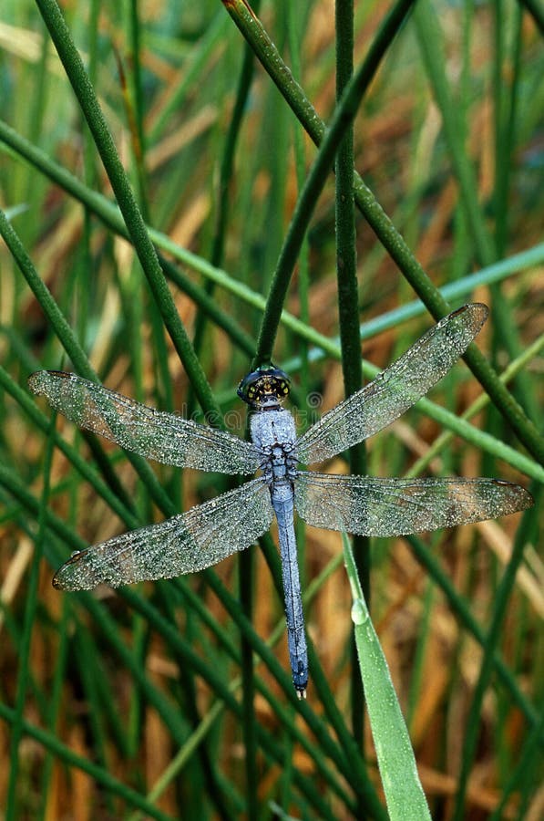 Blaue Libelle mit Tau stockbild. Bild von abgedeckt, feucht - 29058547