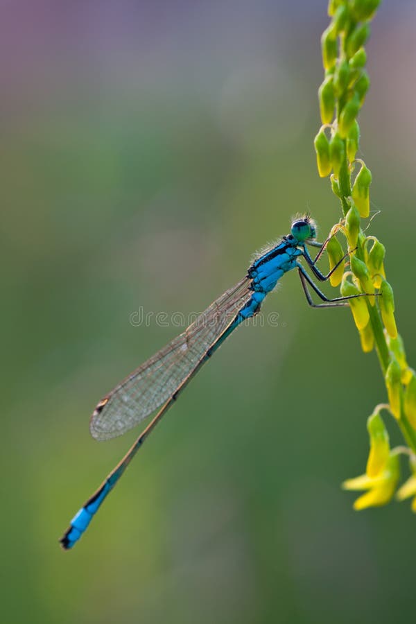 Blaue Libelle Sitzt Auf Einem Grashalm Vor Unscharfem Hintergrund ...