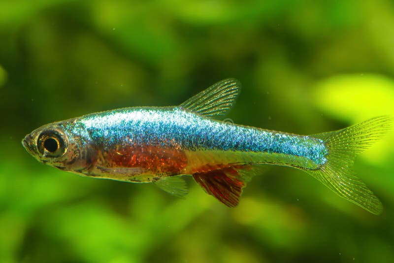 Blaue Neon-Resbora-Fische stockfoto. Bild von dekoration - 138540008