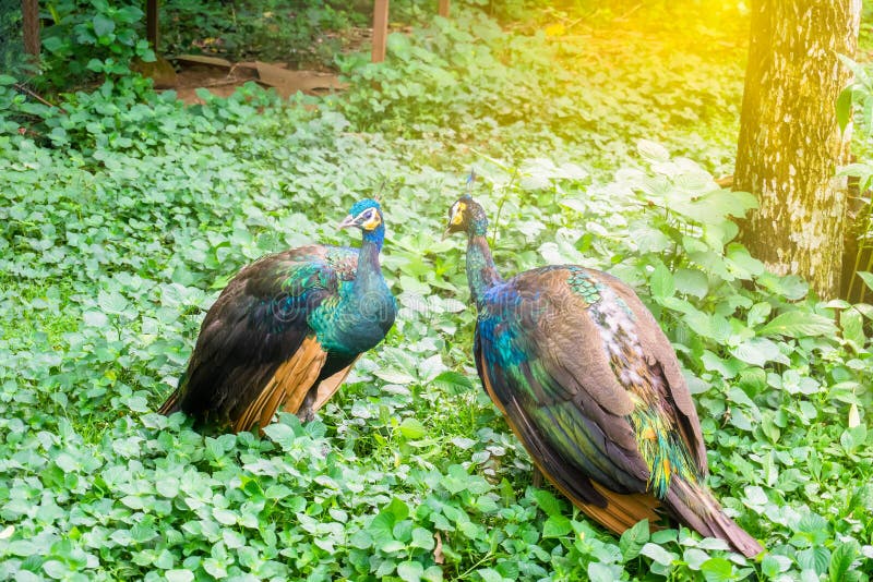 Blaue Pfaus Mit Roten Augen in Loro Parken (Loro Parque), Teneriffa ...