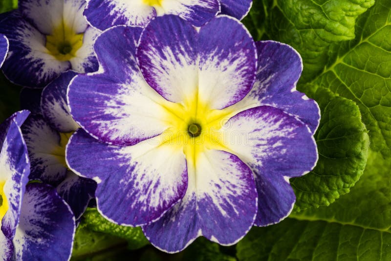 Blaue Primel stockfoto. Bild von knospe, blau, hintergrund - 142311396